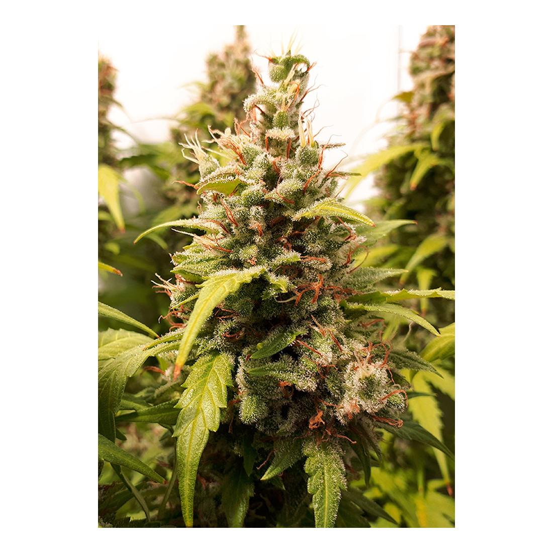 Auto Critical Orange Punch - 3 Samen – Grow-Max